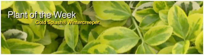 GardenSmart :: PLANT OF THE WEEK :: Gold Splash Wintercreeper