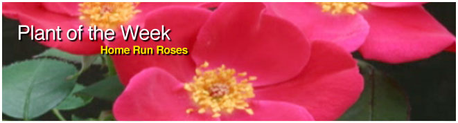 GardenSmart :: PLANT OF THE WEEK :: Home Run Roses