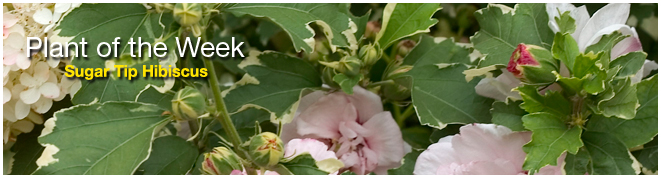 GardenSmart :: PLANT OF THE WEEK :: Sugar Tip Hibiscus