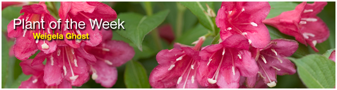 GardenSmart :: PLANT OF THE WEEK :: Weigela Ghost